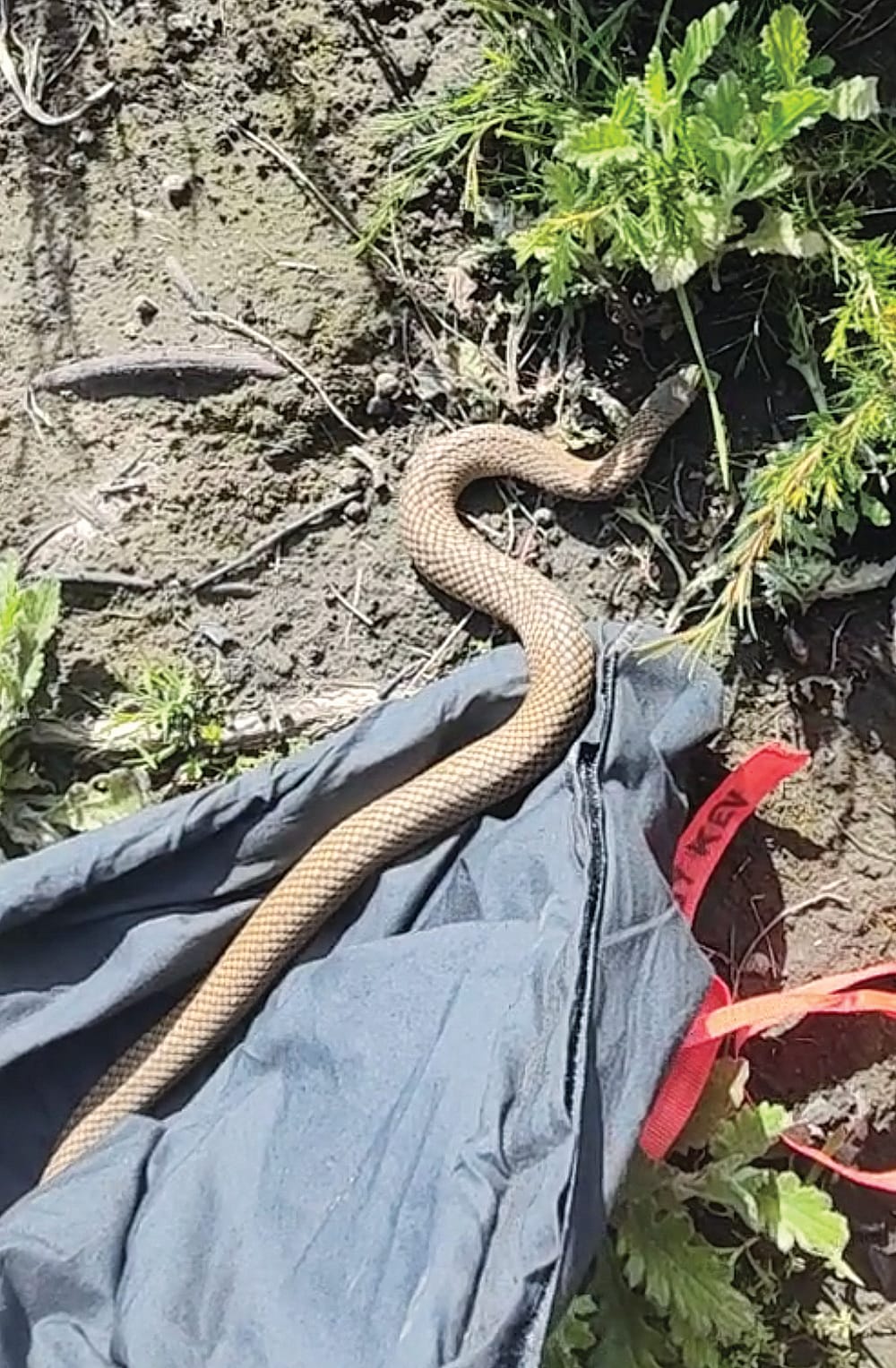 Snakes alive as snake catcher Kev comes to the rescue