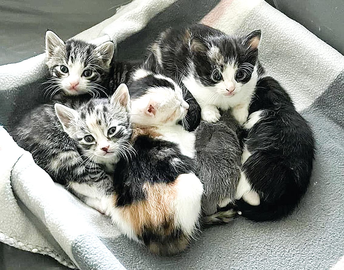 Better protection for cats and wildlife